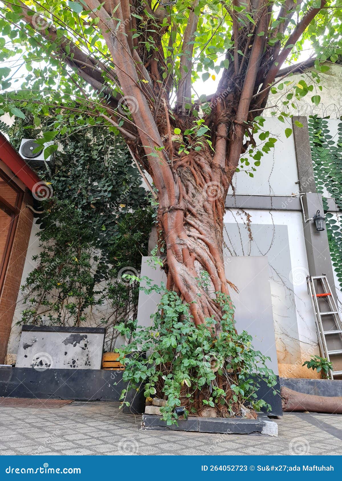 Body Tree Budha stock image. Image of budha, body, tree - 264052723