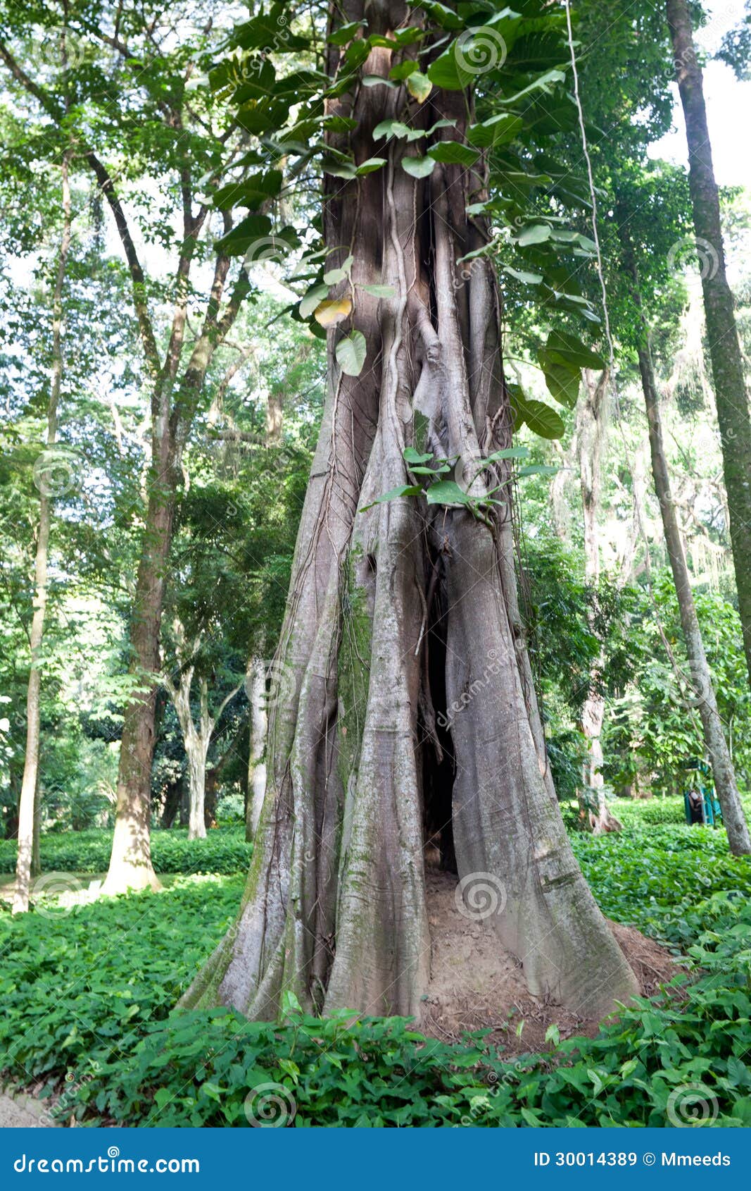 Tree Trunk Botanical Garden of Rio Editorial Stock Image - Image of ...