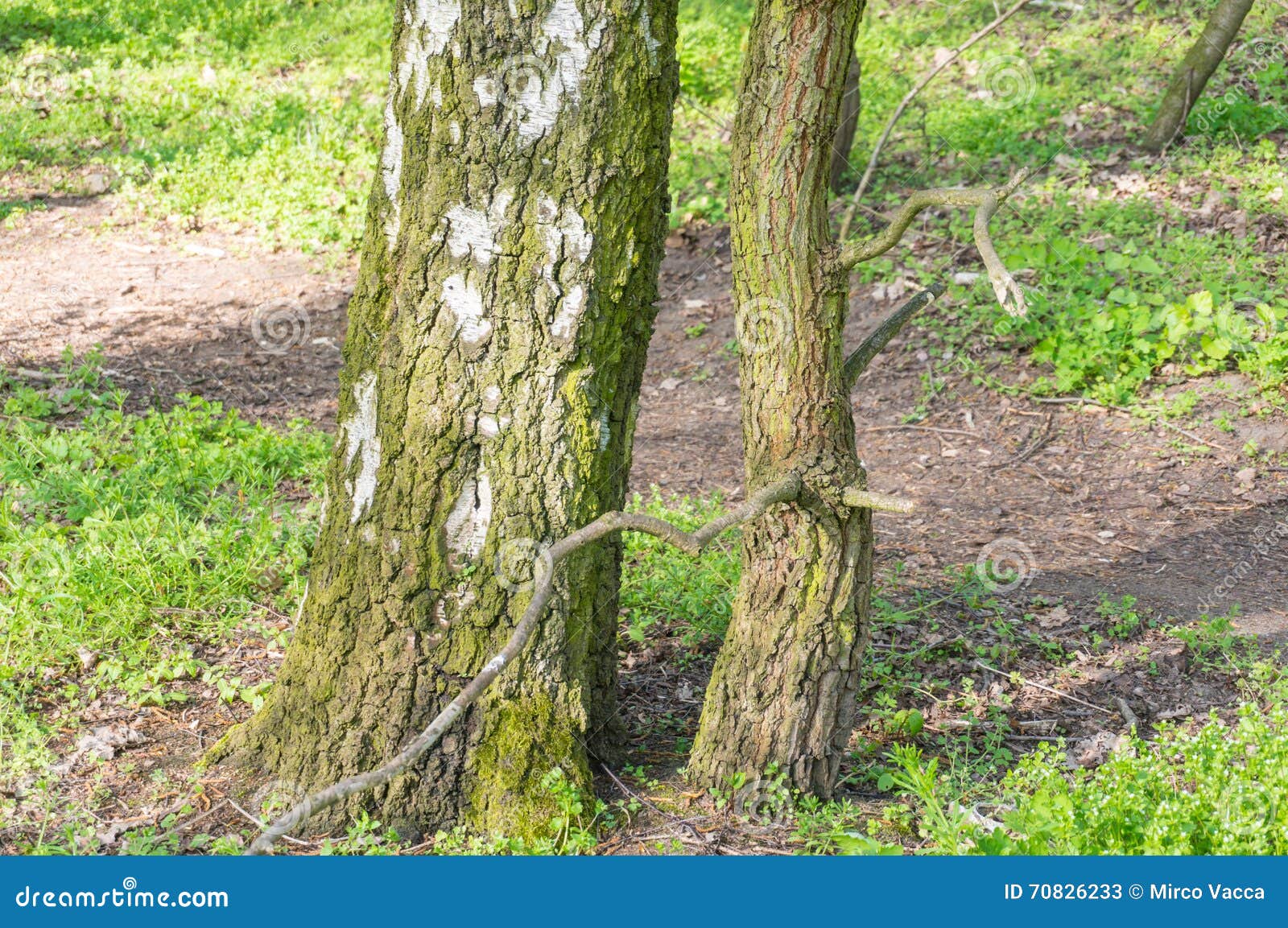 Tree trunk stock image. Image of close, bottom, natural - 70826233