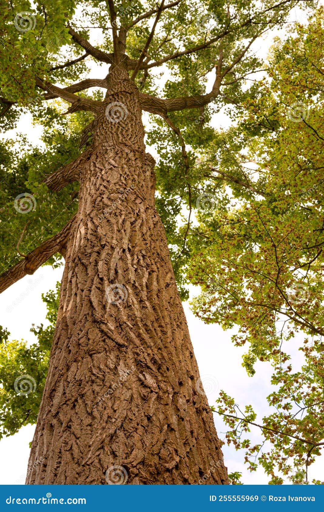 Tree trunk, bottom view stock image. Image of perspective - 255555969