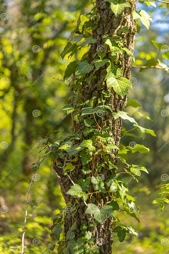 Tree Trunk Bound by Ivy Vine Stock Image - Image of helix, foliage ...