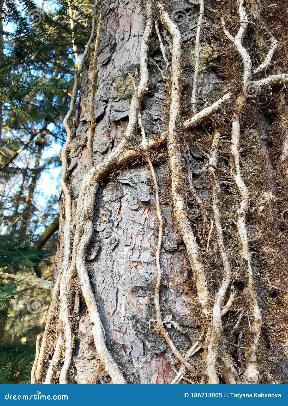 Tree Trunk Braided by Other Plant Roots. Stock Image - Image of plant ...