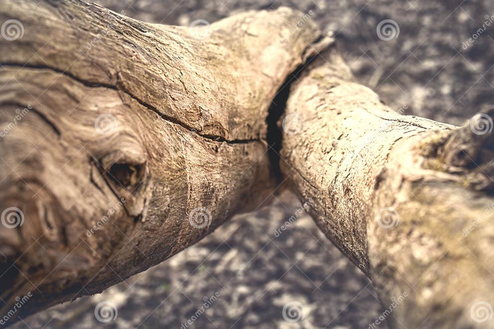 Tree Trunk and Branch Connection Top Down View in Forest Stock Photo ...