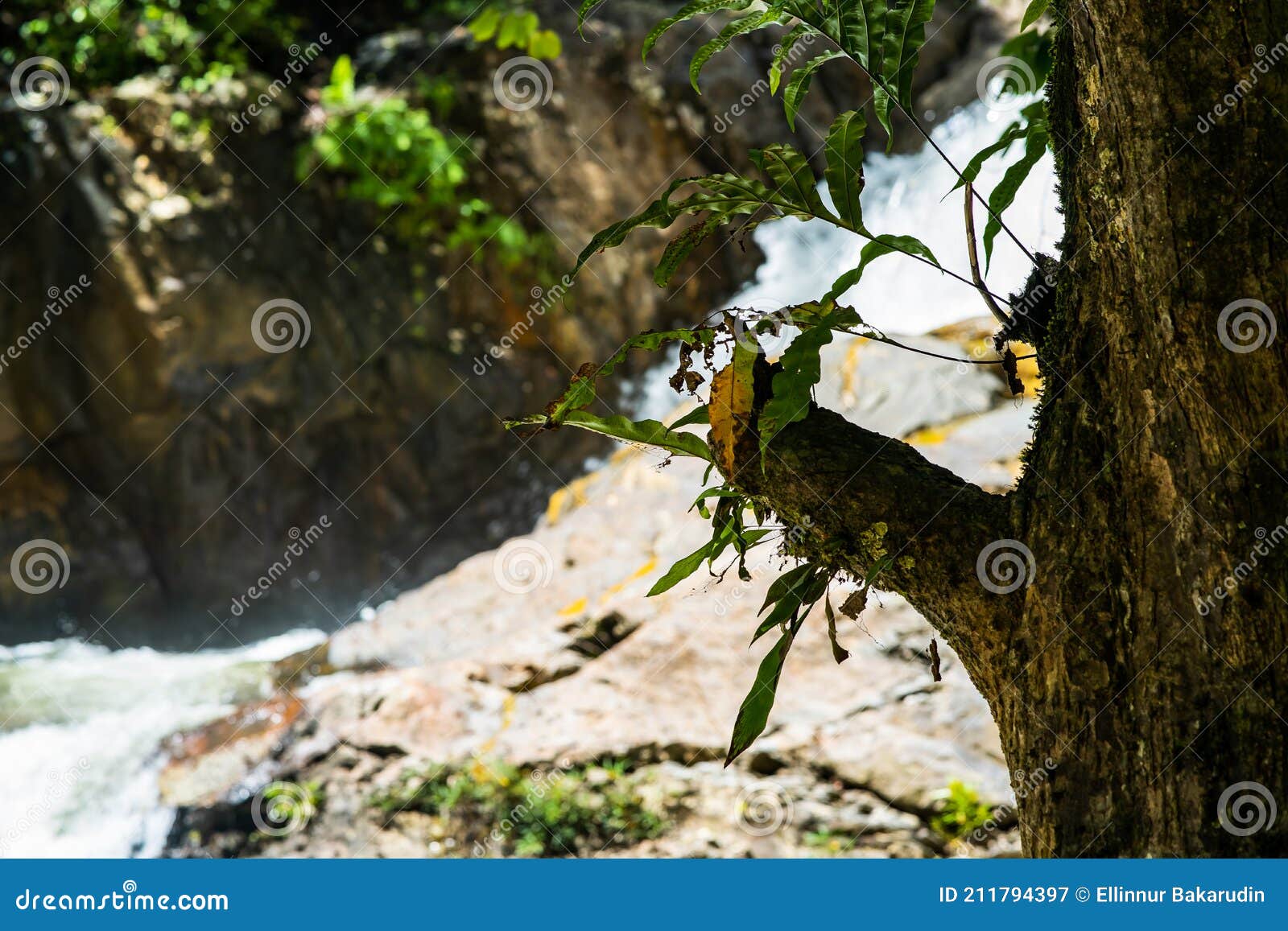Tree Trunk Branch with Leaves Near the Waterfall Stock Image - Image of ...