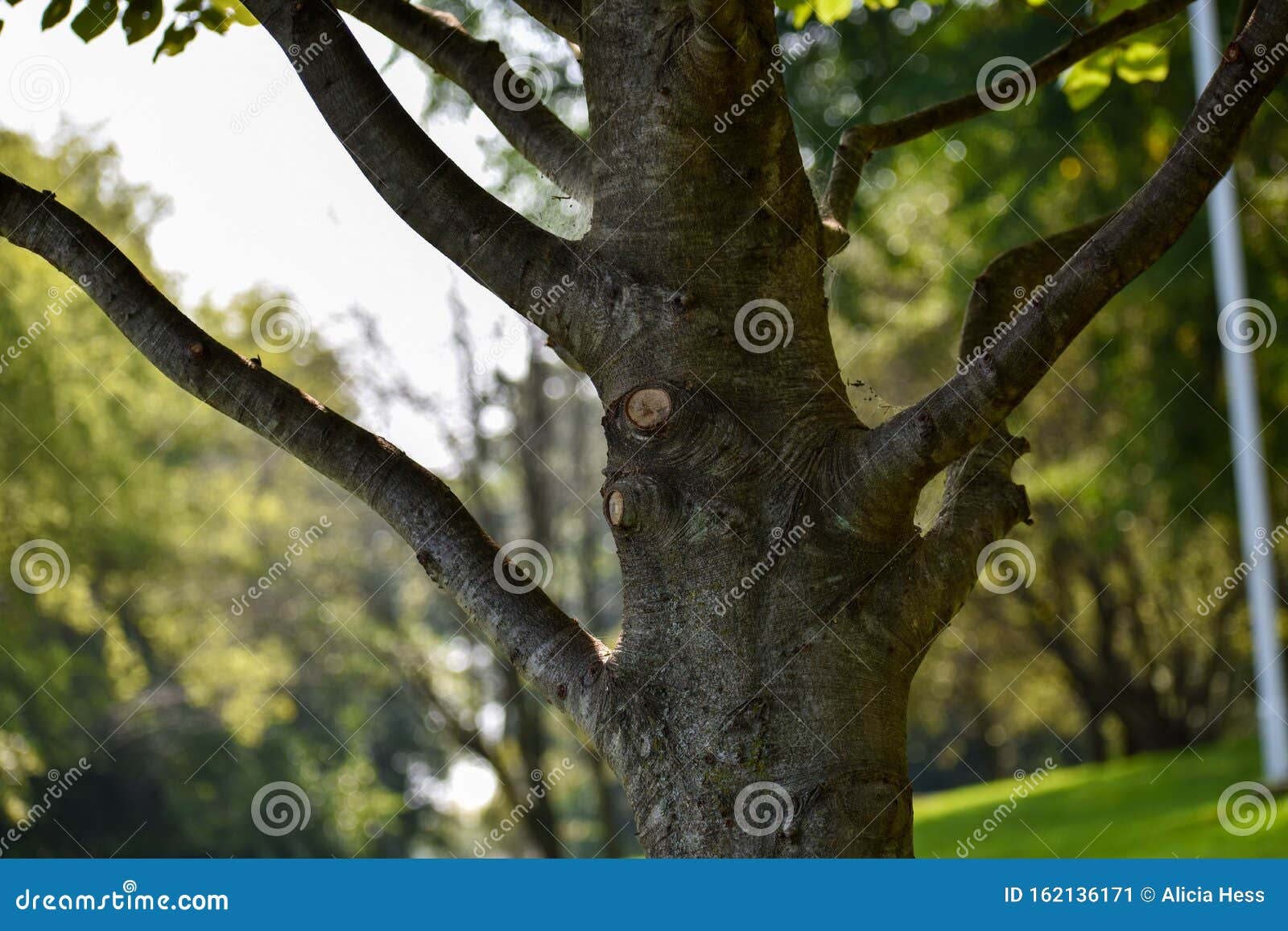 Tree Trunk, Branches, and Bark Texture Stock Image - Image of natural ...