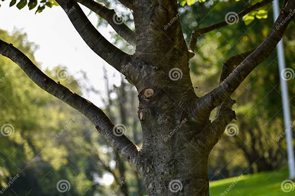 Tree Trunk, Branches, and Bark Texture Stock Image - Image of natural ...