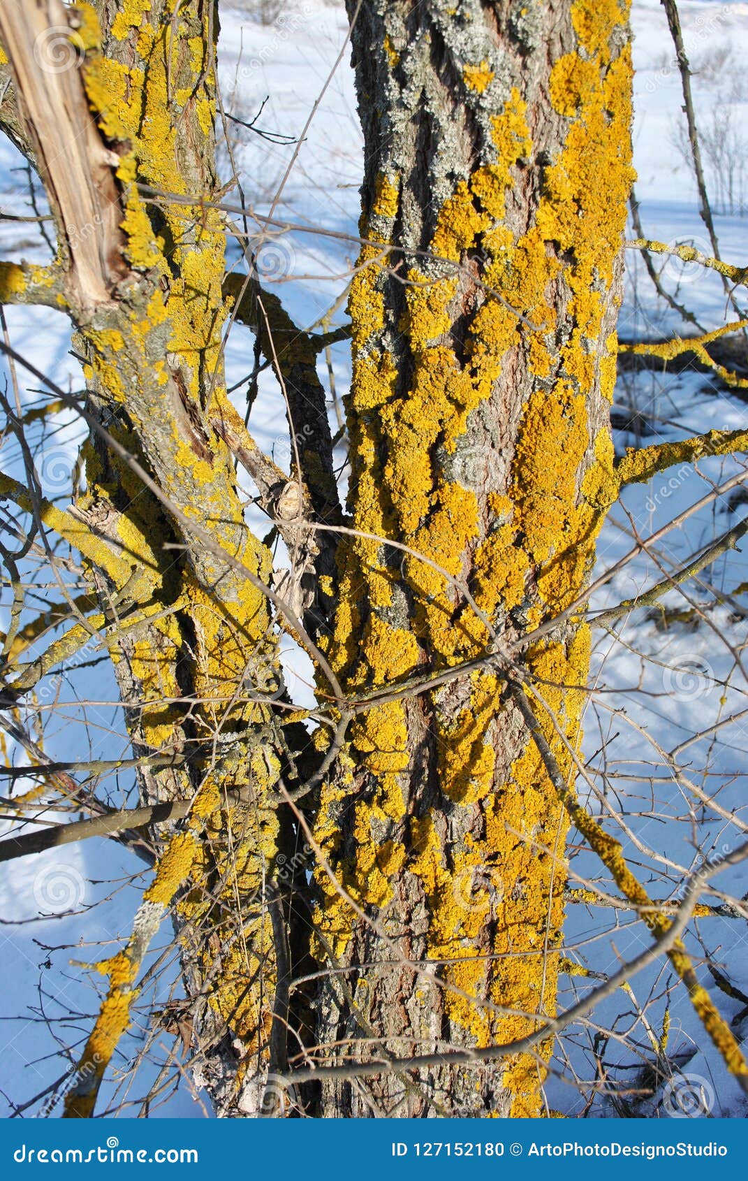Tree Trunk Branches with Bark and Yellow Moss, Snow Background Stock ... Tree Trunk Branches with Bark and Yellow Moss, Snow Background Stock ...