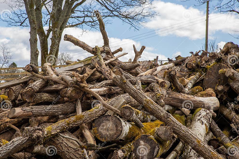 Tree Trunk and Branches. the Basic Anatomy of a Tree. Stock Photo ...