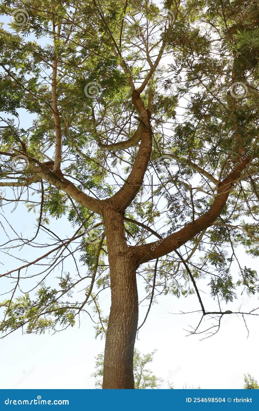 Tree Trunk, Branches and Leaves Stock Photo - Image of branches ...