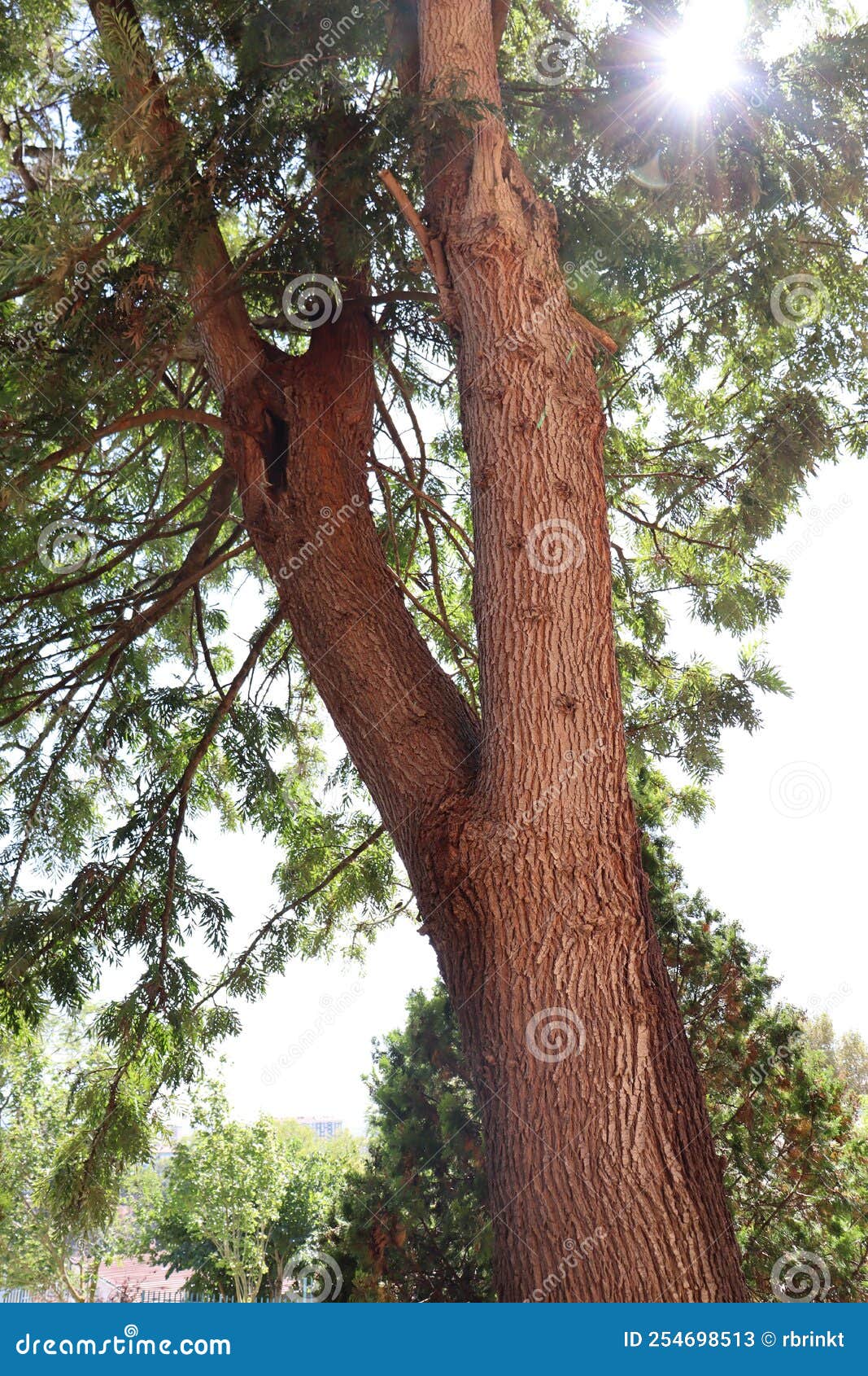 Tree Trunk, Branches and Leaves Stock Image - Image of beauty ...