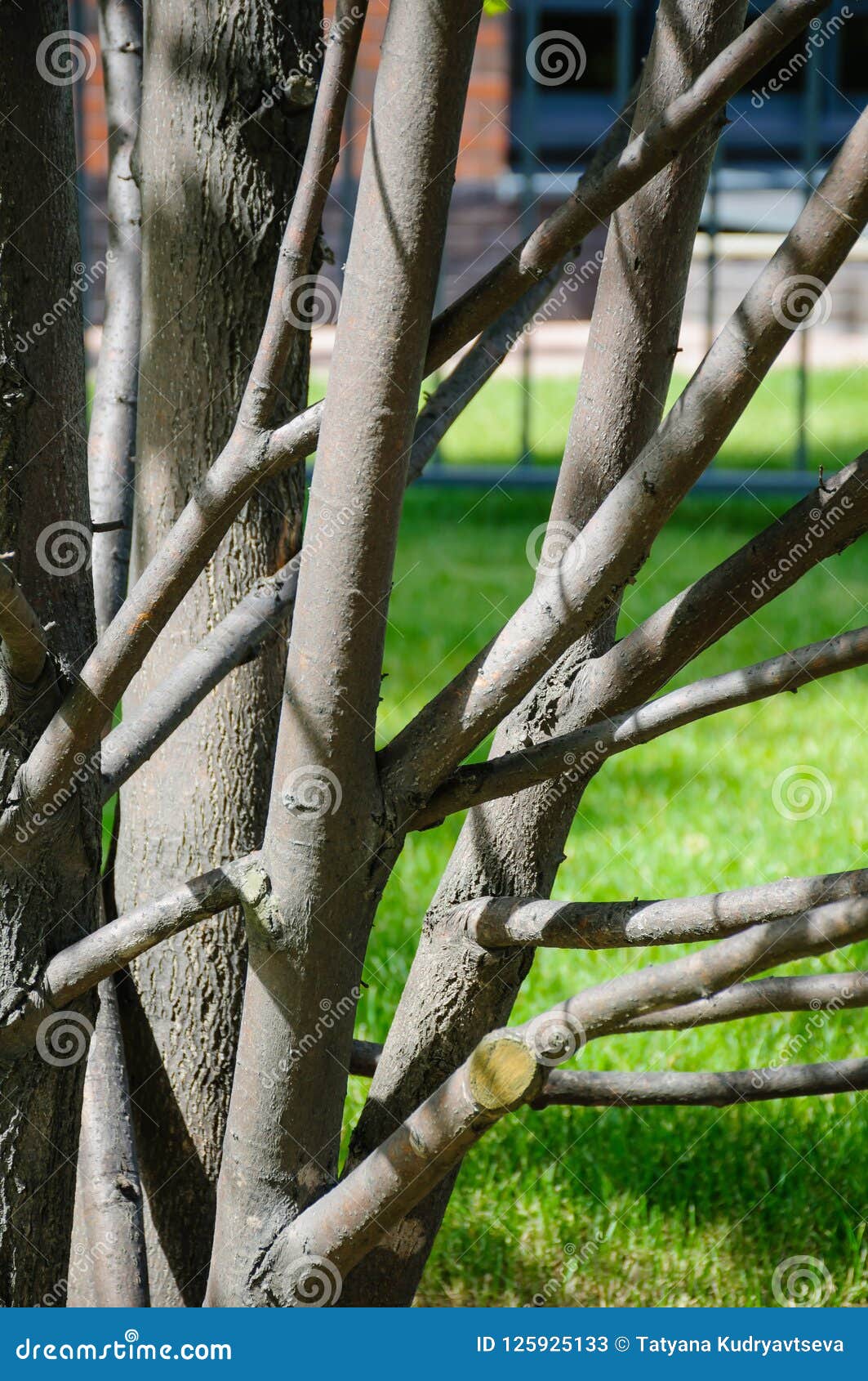 Tree Trunk and Branches without Leaves Growing in the Middle of Stock ...