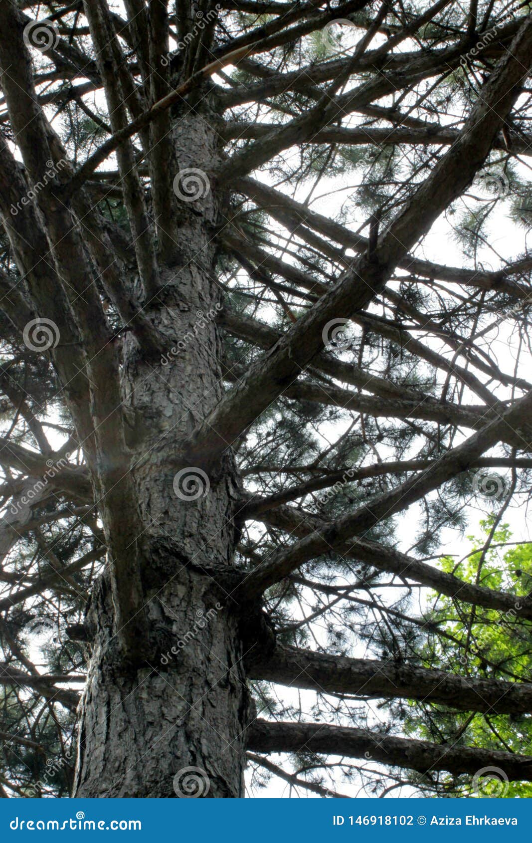 Tree Trunk and Branches. Pines, Bottom View Stock Photo - Image of tree ...