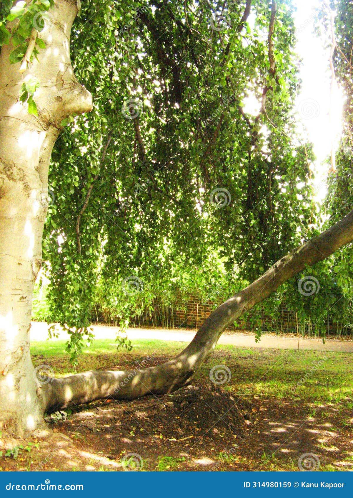 Tree Trunk with Branches Touching the Ground Stock Image - Image of ...