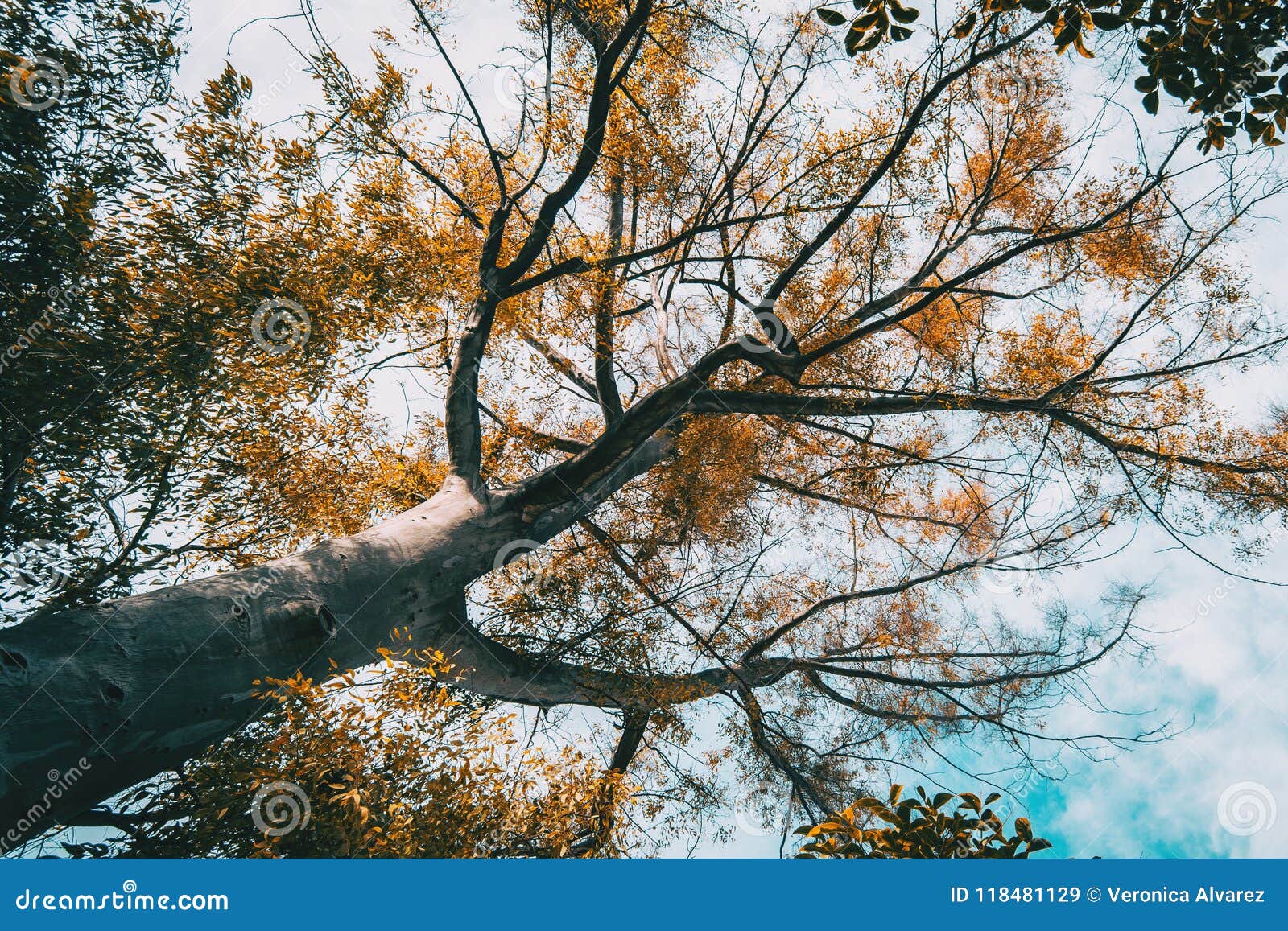 Tree and trunk branches stock image. Image of crack - 118481129
