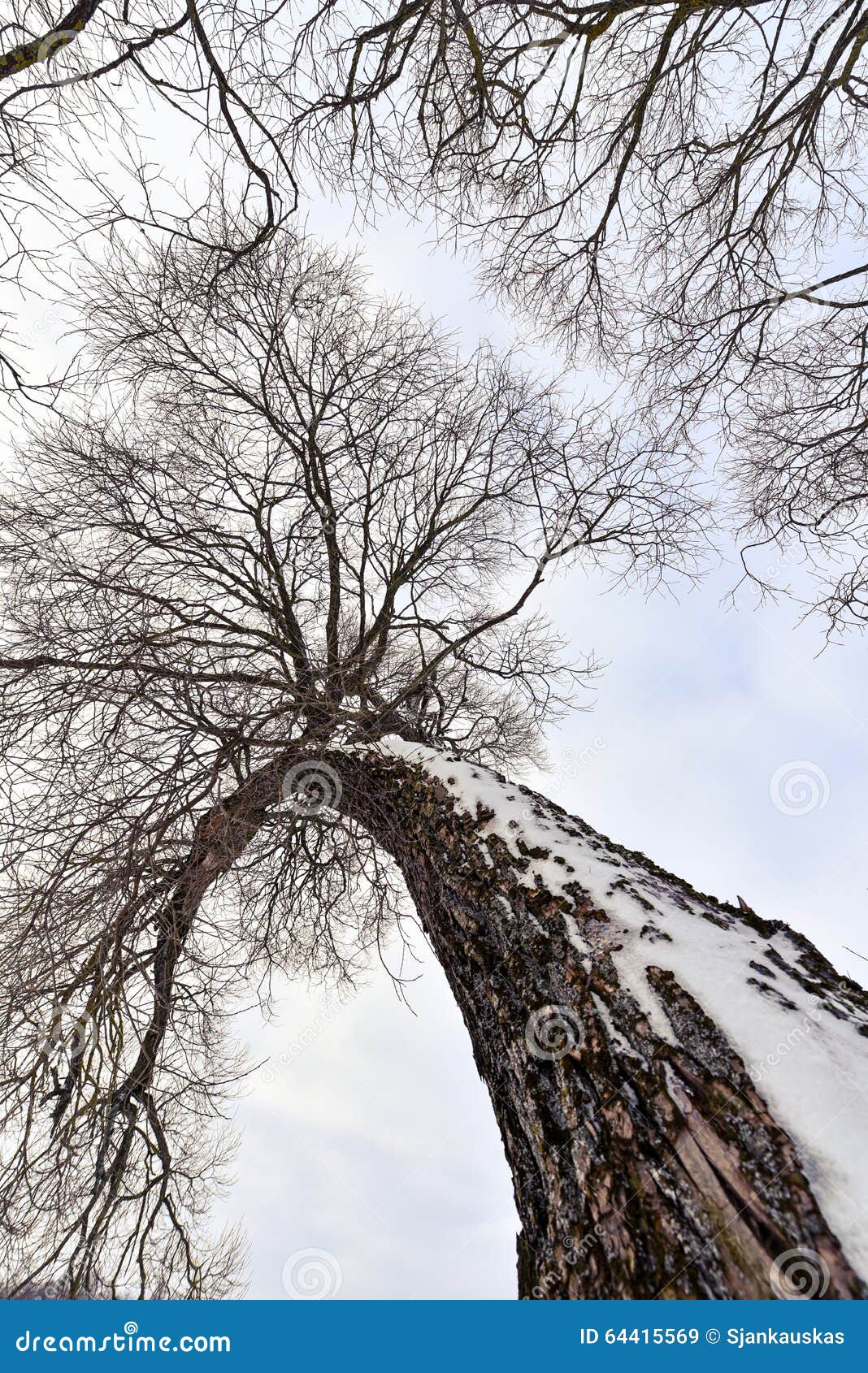 Tree Trunk and Branches in Winter Stock Image - Image of forest, winter ...