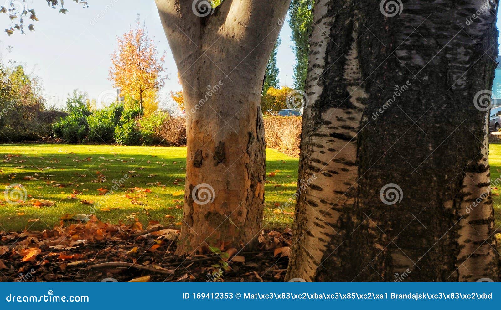 Tree Trunk in the Park in Autumn. Fallen Leaves. Beautiful Scenerz ...