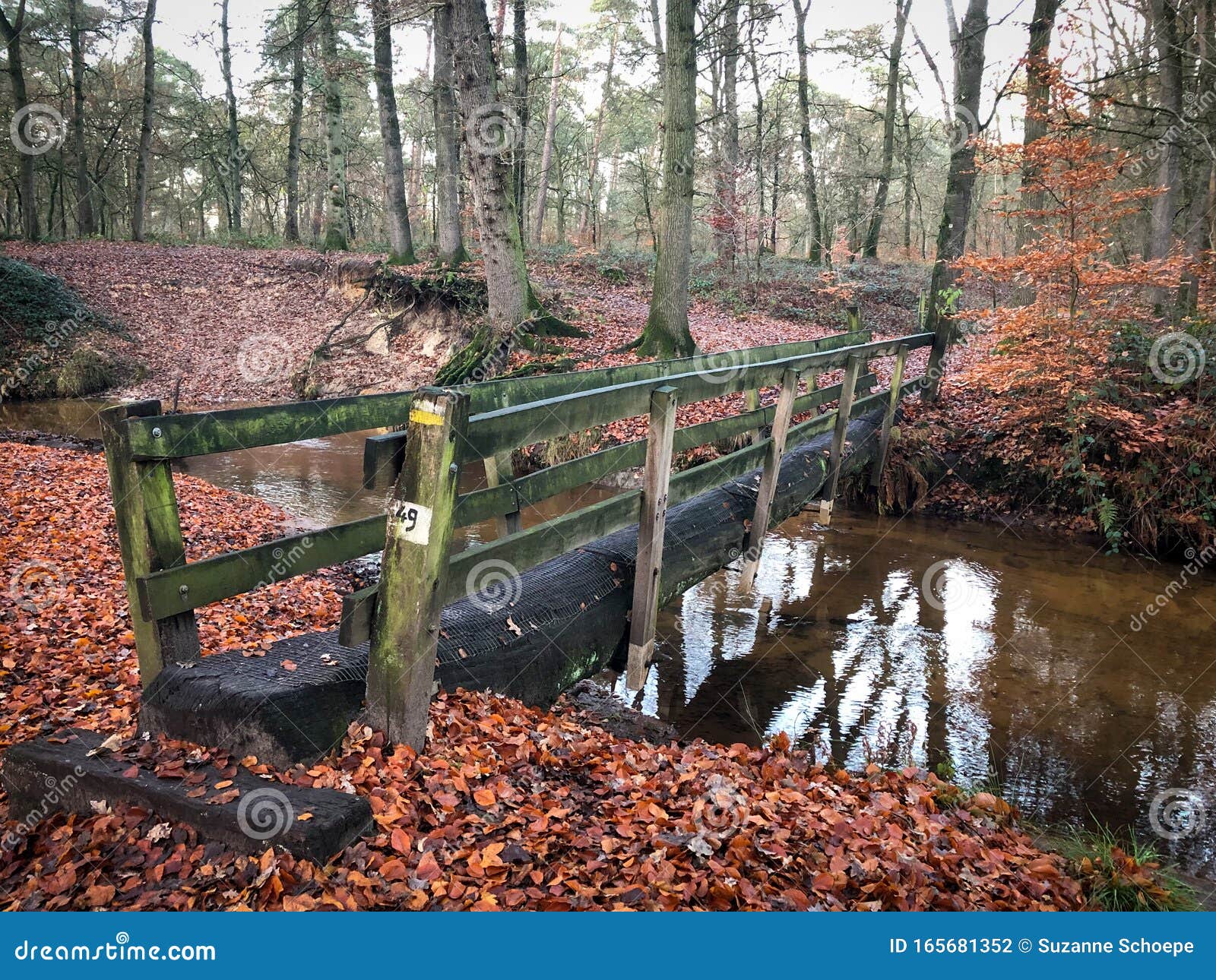 Tree Trunk Bridge in Autumn Forest Stock Photo - Image of fall ...