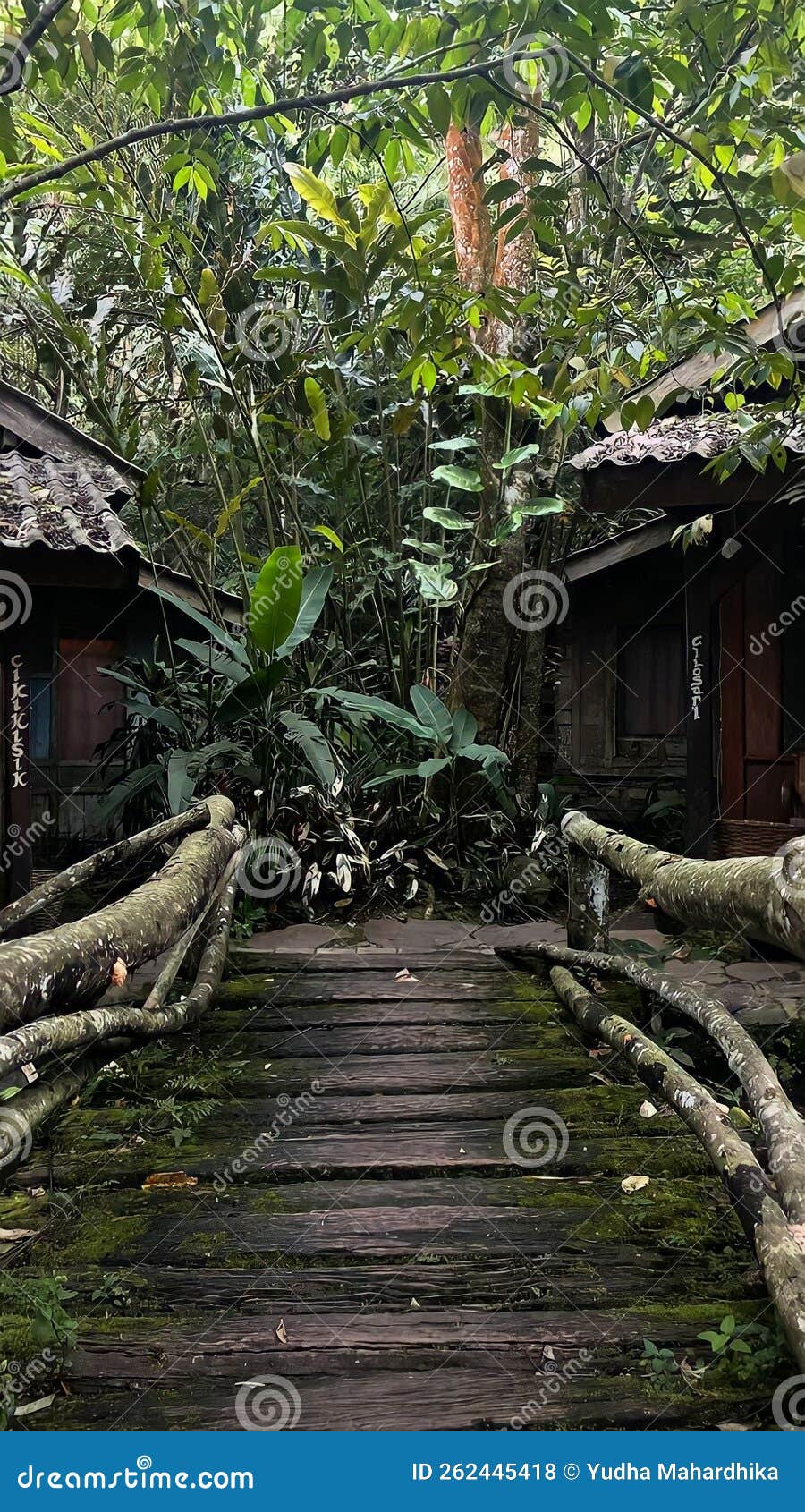 Tree trunk bridge stock photo. Image of ruins, nature - 262445418