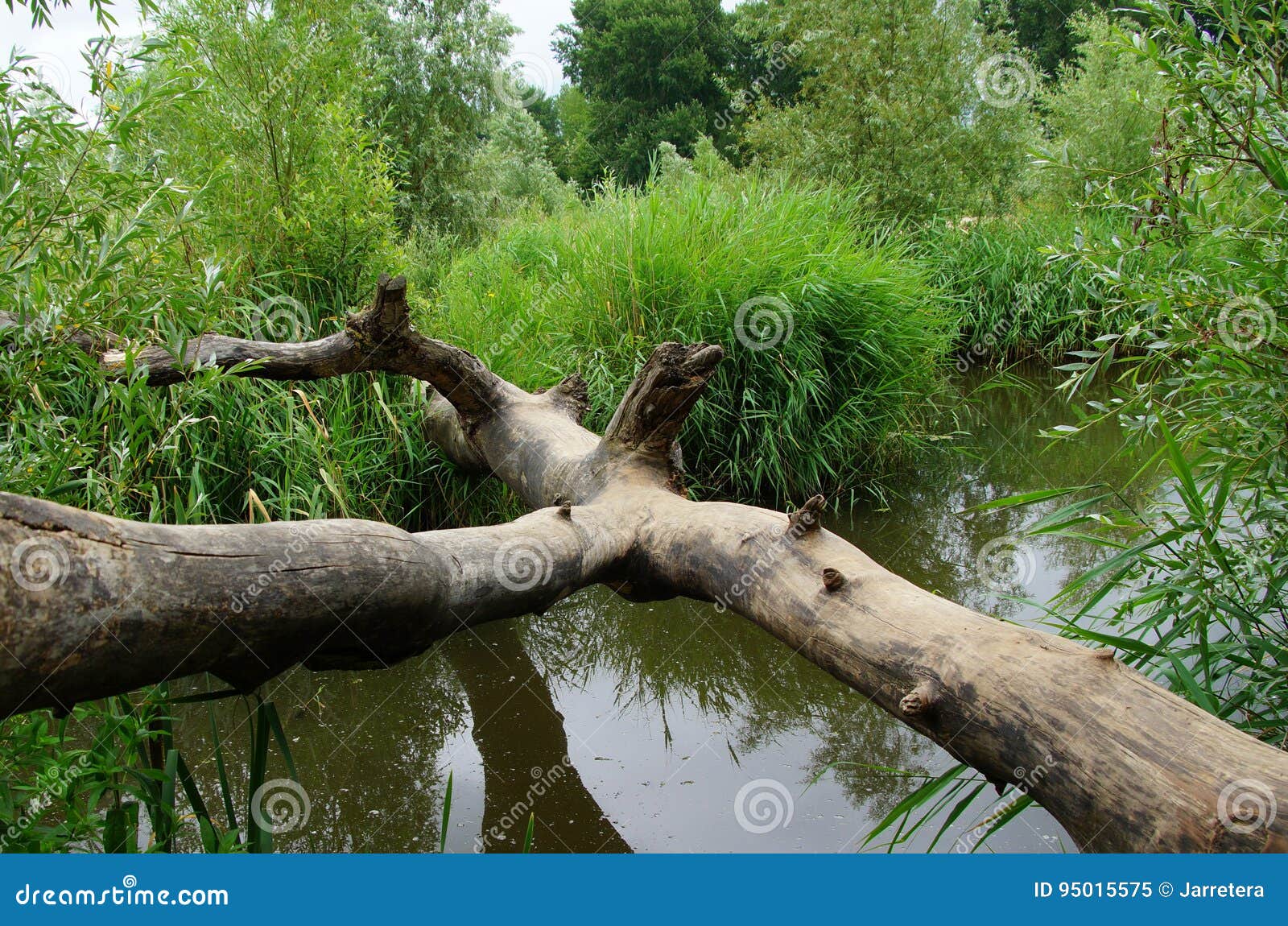 Tree trunk bridge stock image. Image of bridge, trunk - 95015575