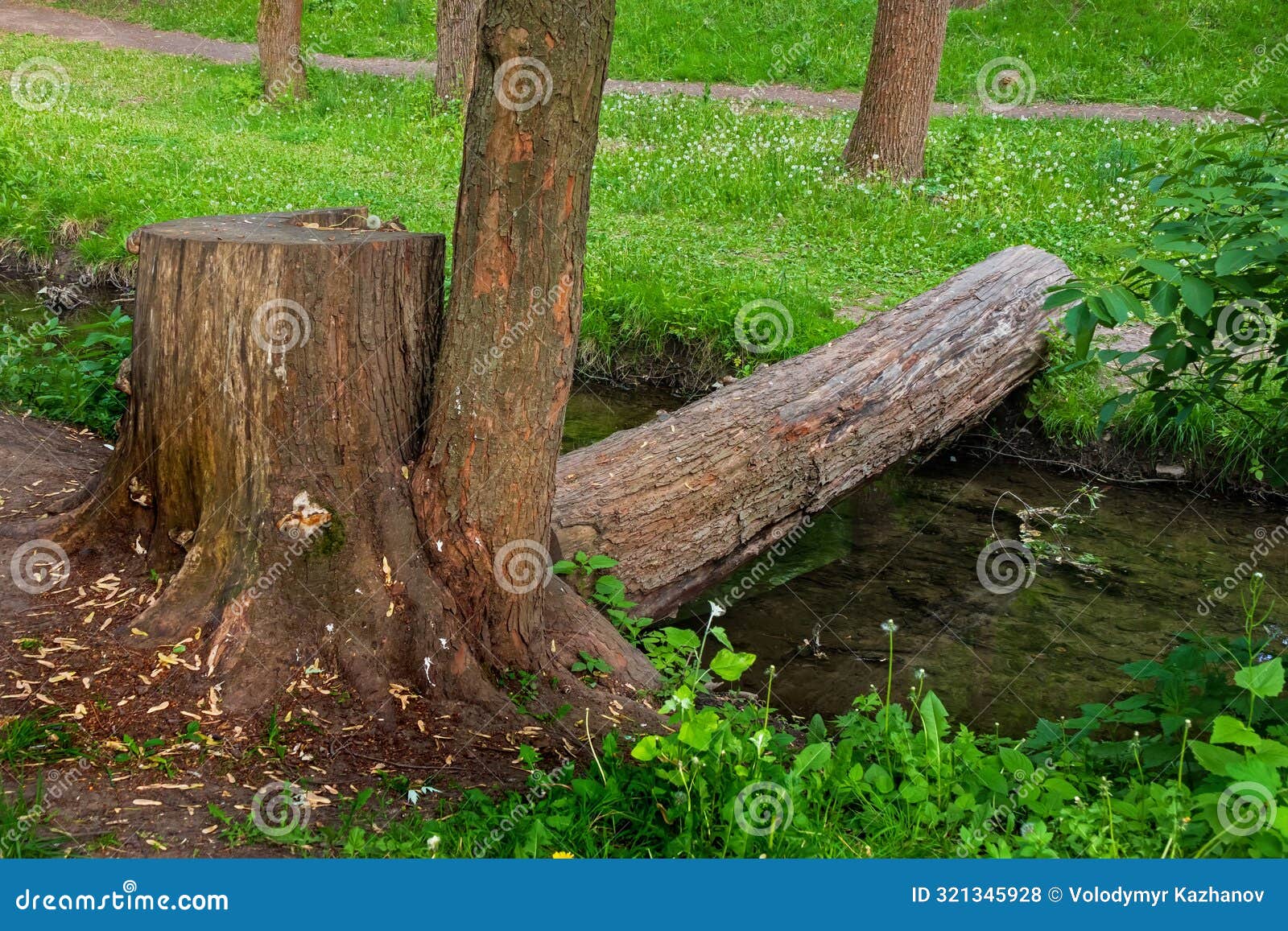 Tree Trunk Bridge. a Small Bridge in the Form of a Sawn Tree Trunk ...