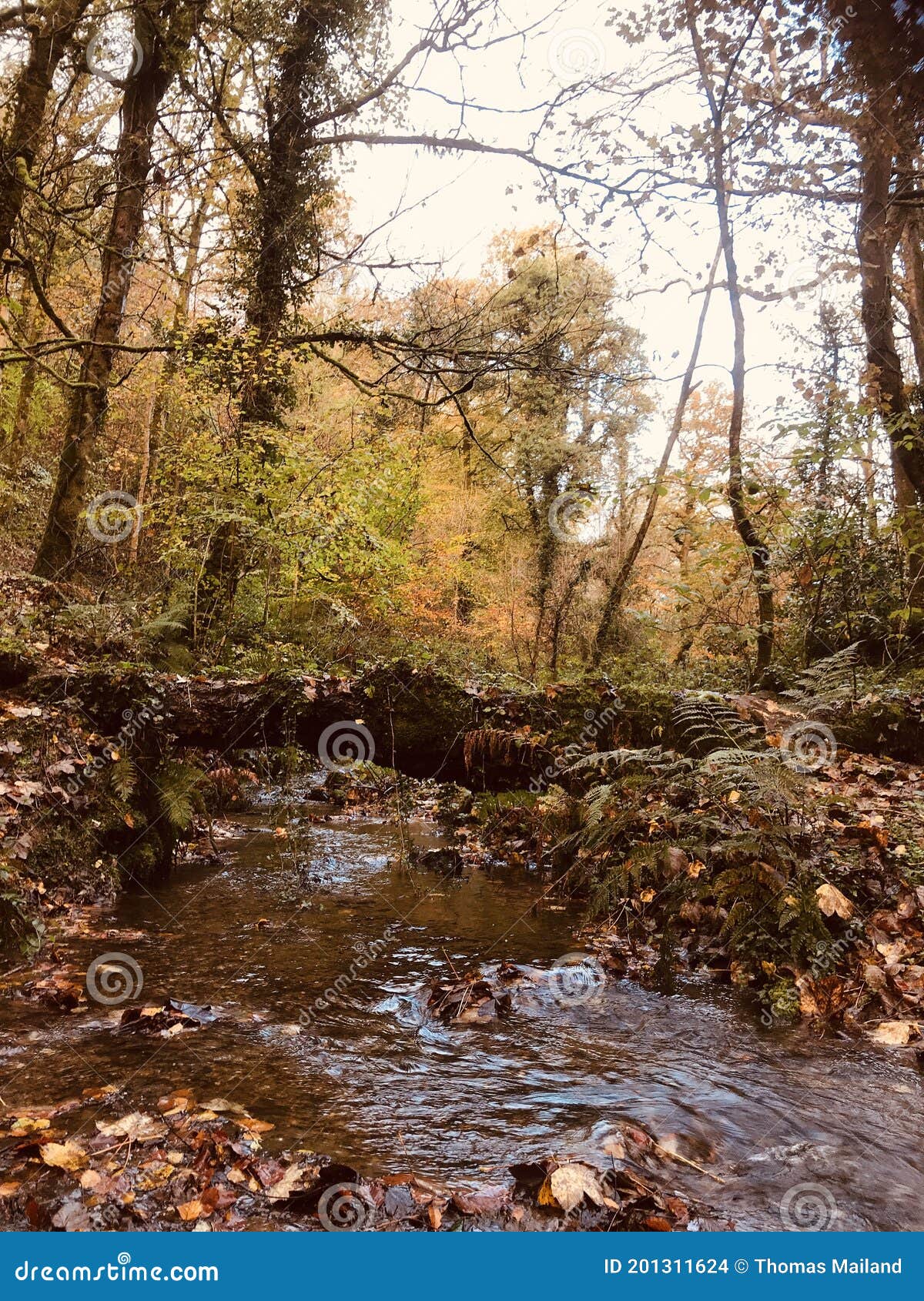 The Tree Trunk Bridge in the Woods. Stock Photo - Image of early ...