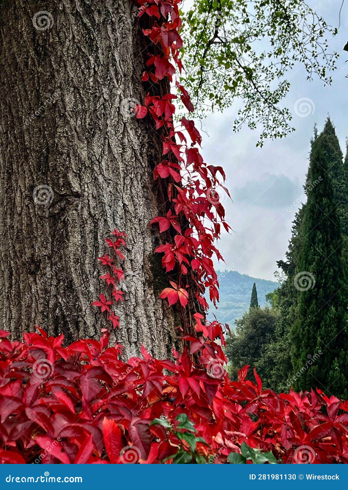 Tree Trunk with Bright Red Virginia Creeper. Stock Photo - Image of ...