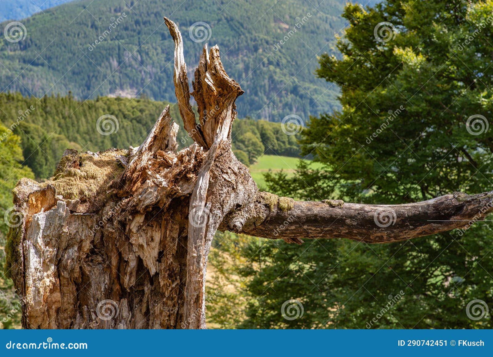 Tree Trunk Broken by the Storm in Front of Green Forest Stock Image ...