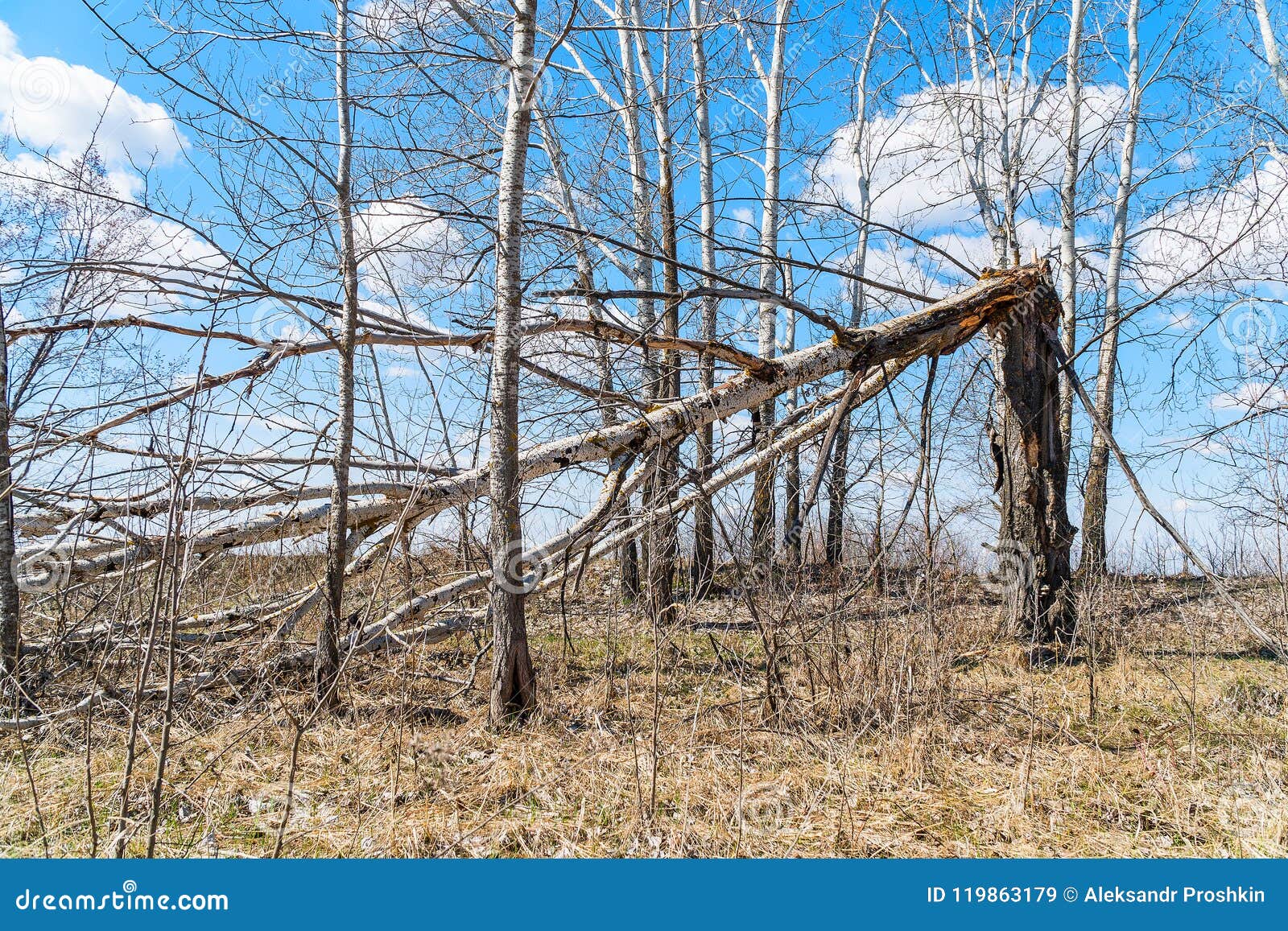 Tree Trunk Broken by Strong Wind Stock Image - Image of dangerous ...