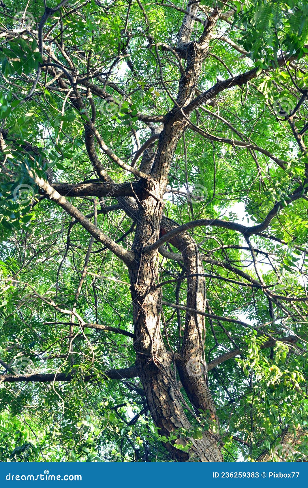 Tree Trunk Canopy with Green Leaf Background Stock Image - Image of ...