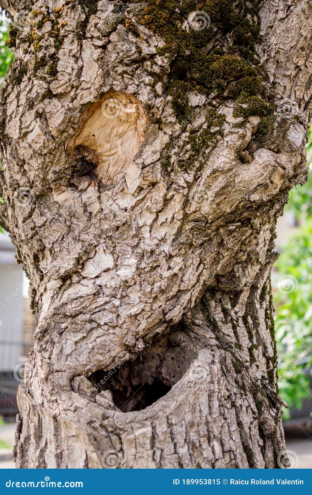 Funny tree face stock image. Image of plant, lumber - 189953815