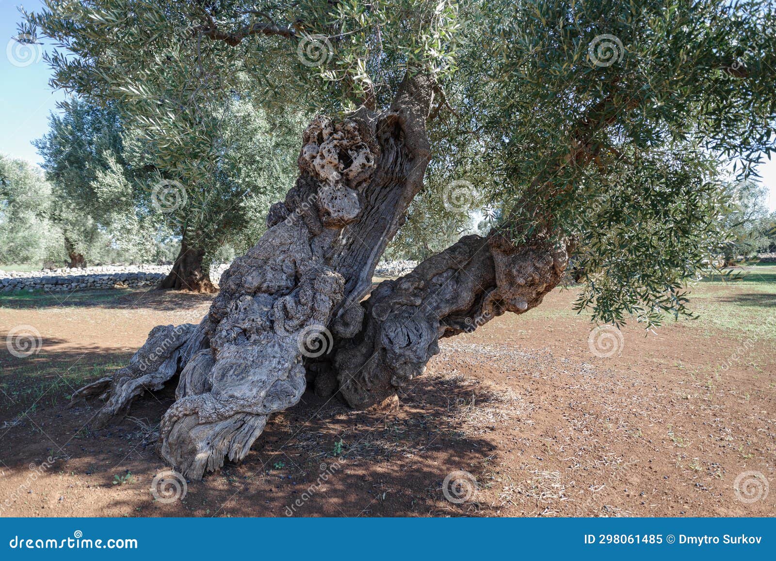 Centuries-old Olive Tree Trunk, Puglia, Italy Stock Image - Image of ...