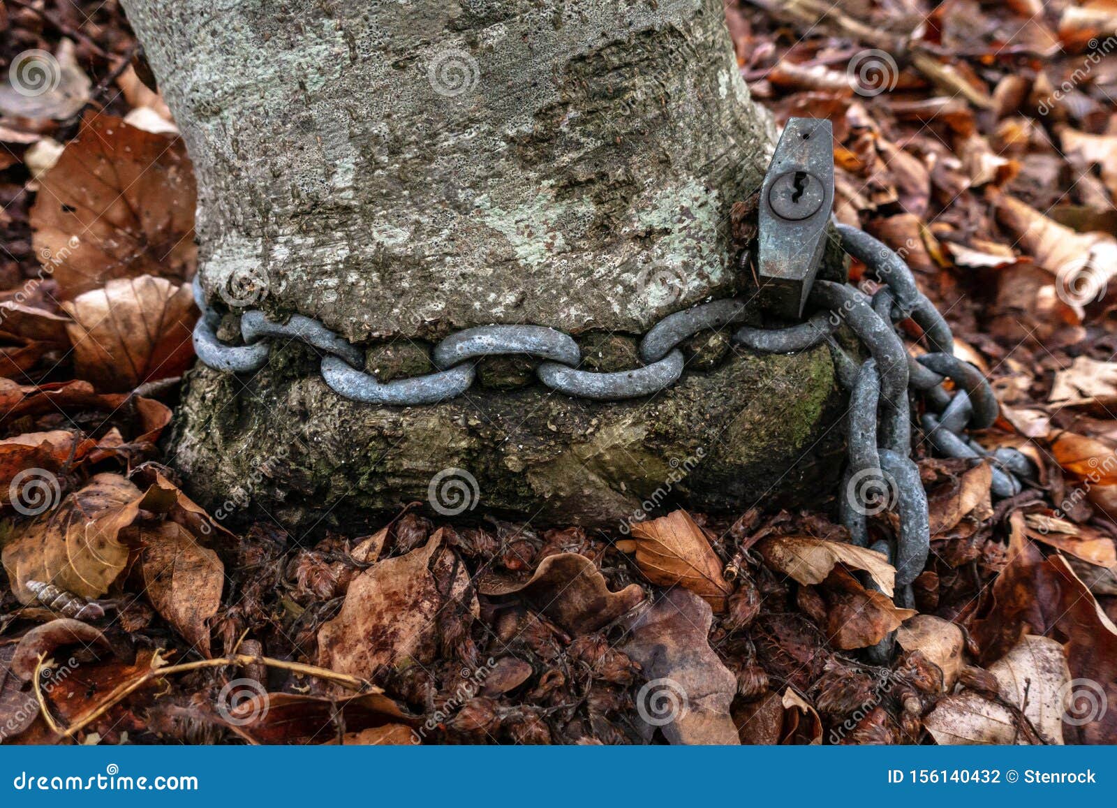 Tree Trunk with Chain and Padlock Stock Photo - Image of freedom ...