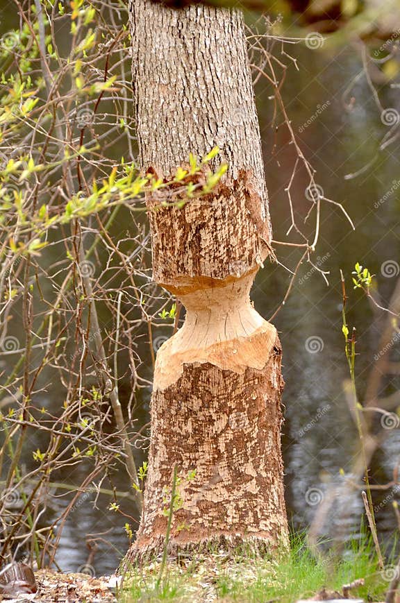 Chewed Beaver Tree stock photo. Image of trunk, chew - 146014994