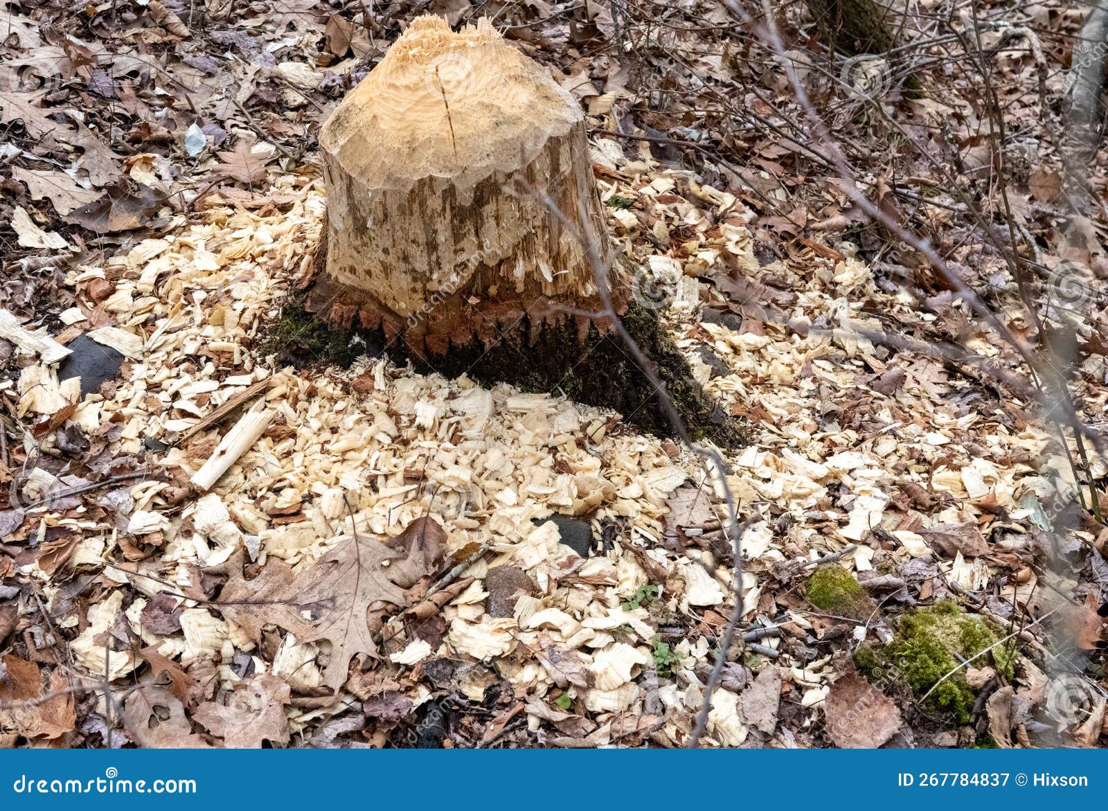 Tree Trunk Chewed by Beaver Stock Image - Image of outdoor, textured ...