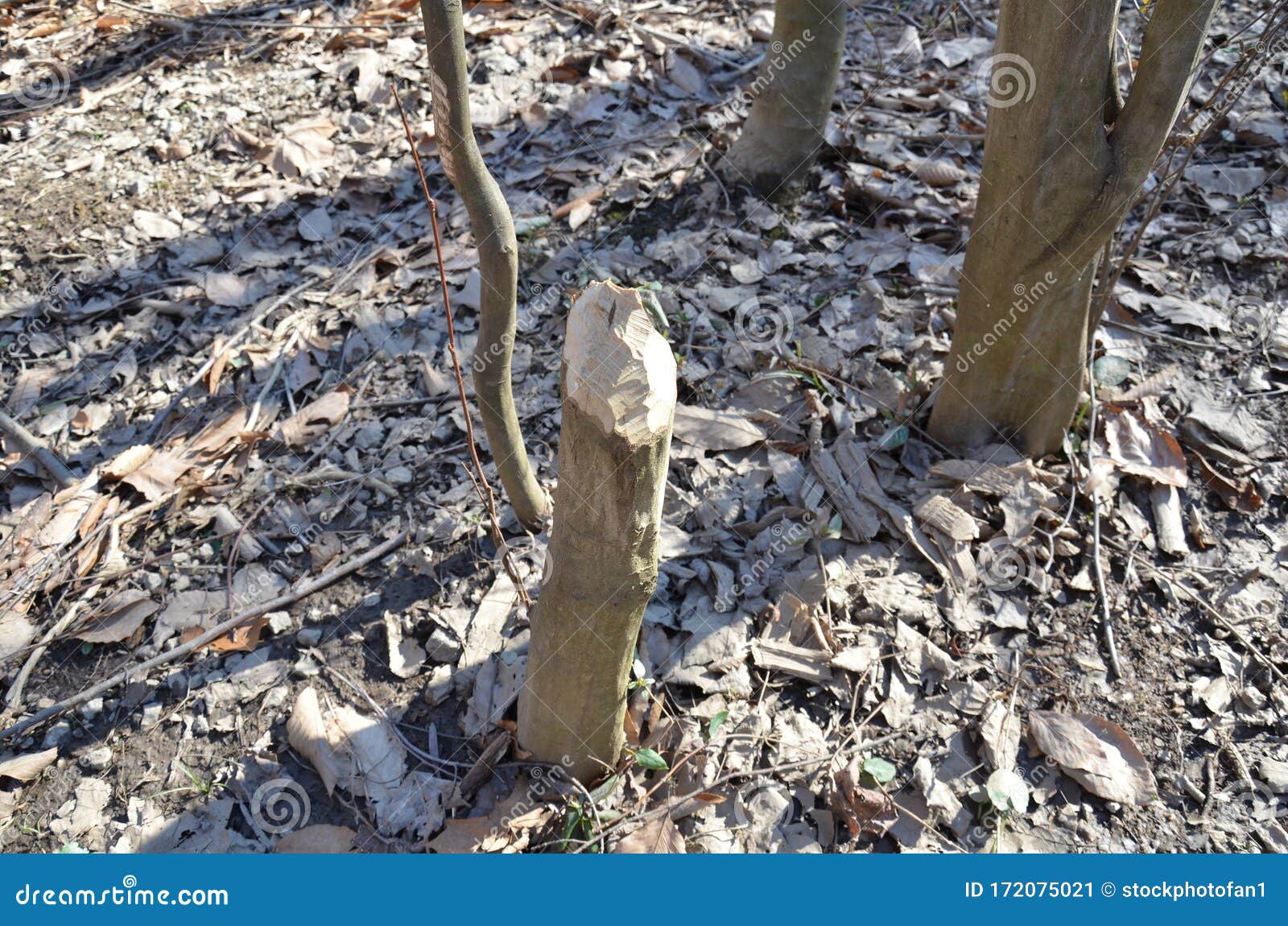 Tree Trunk Chewed on or Bitten by Beavers Stock Image - Image of chewed ...