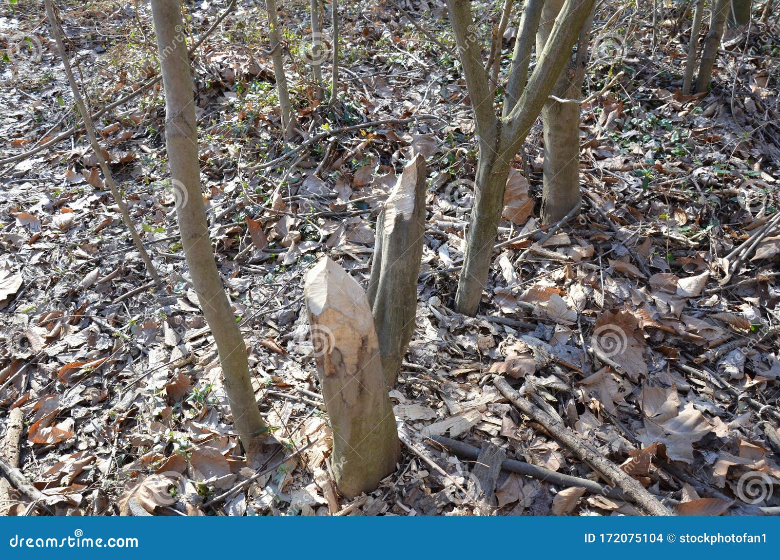 Tree Trunk Chewed on or Bitten by Beavers Stock Photo - Image of bark ...