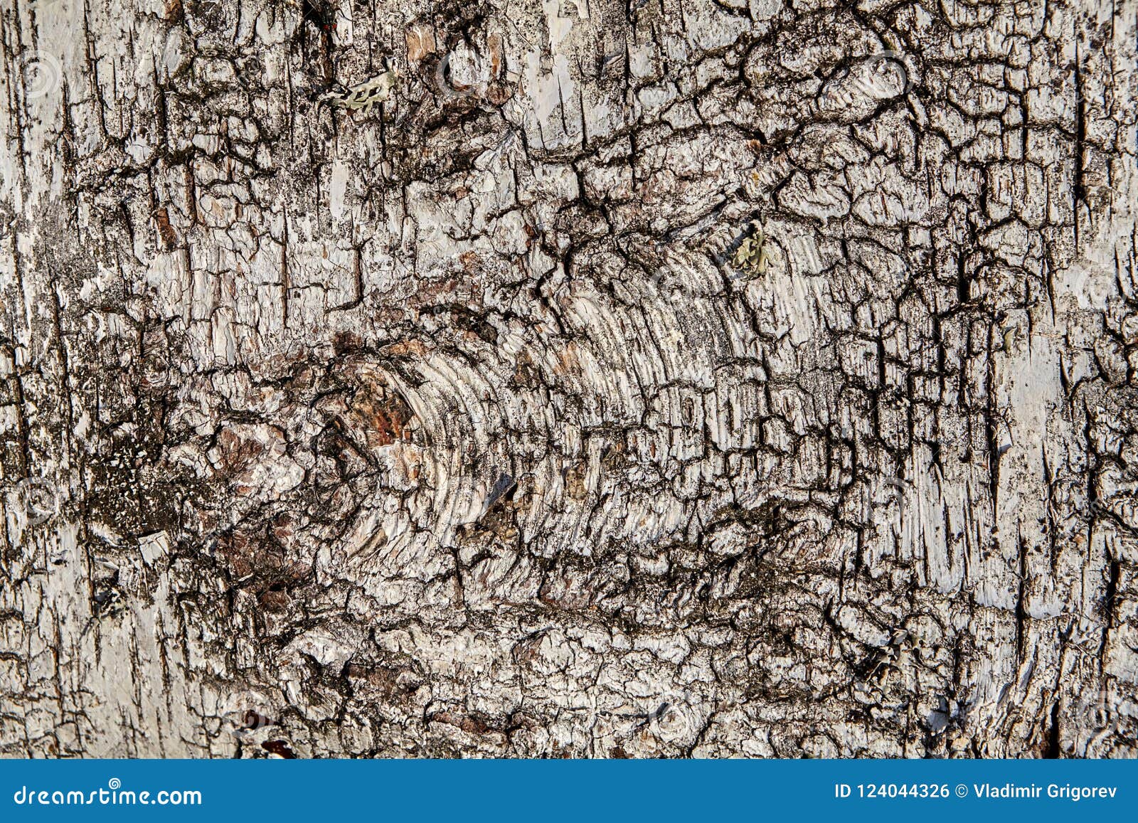 Tree Trunk Close-up, Texture for Background. Stock Photo - Image of ...