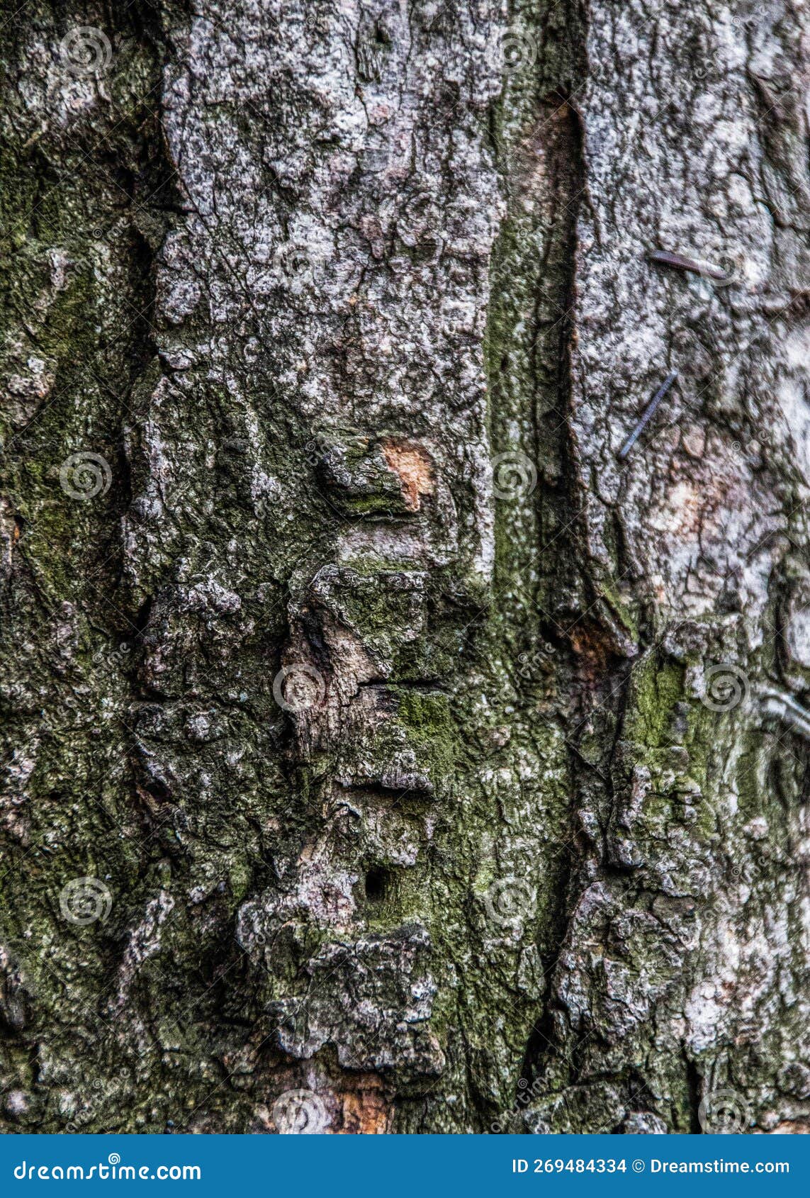 A tree trunk close up stock photo. Image of leaf, wildlife - 269484334