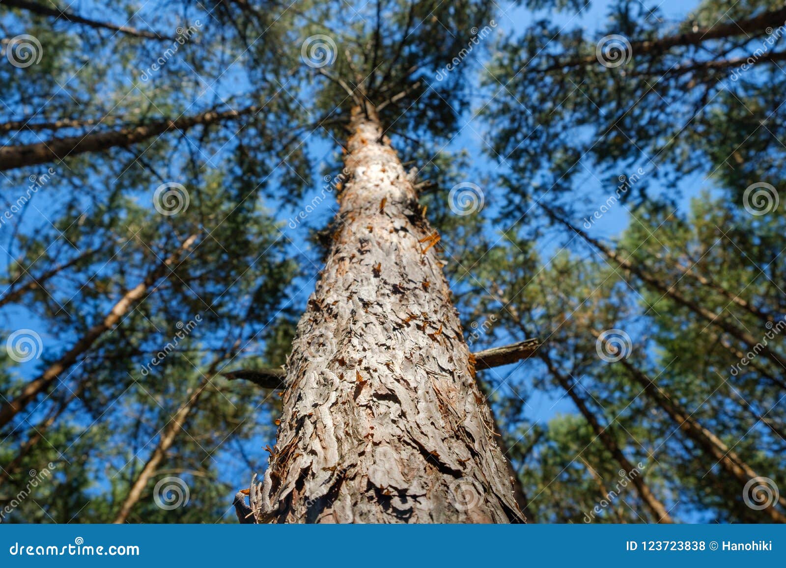 Tree Trunk Closeup - Looking Up in Pine Tree Forest Stock Photo - Image ...