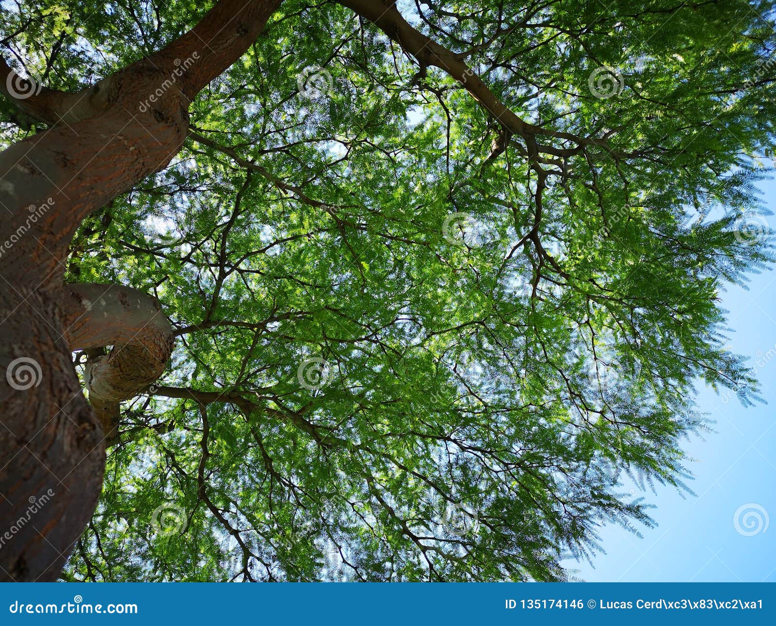 Tree Trunk Closeup - Looking Up in Tree Forest Stock Photo - Image of ...