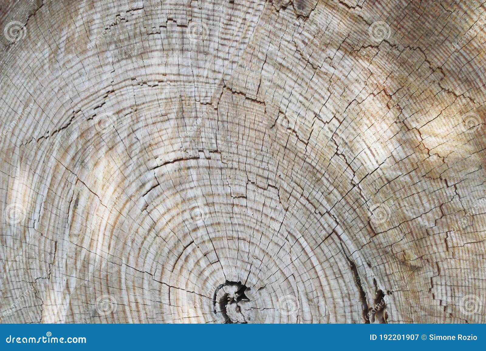 Tree trunk stock image. Image of bark, surface, wood - 192201907