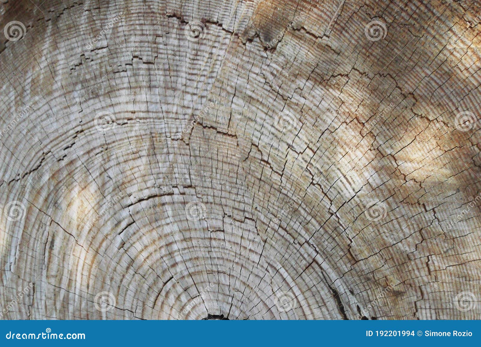 Tree trunk stock photo. Image of surface, aging, timber - 192201994