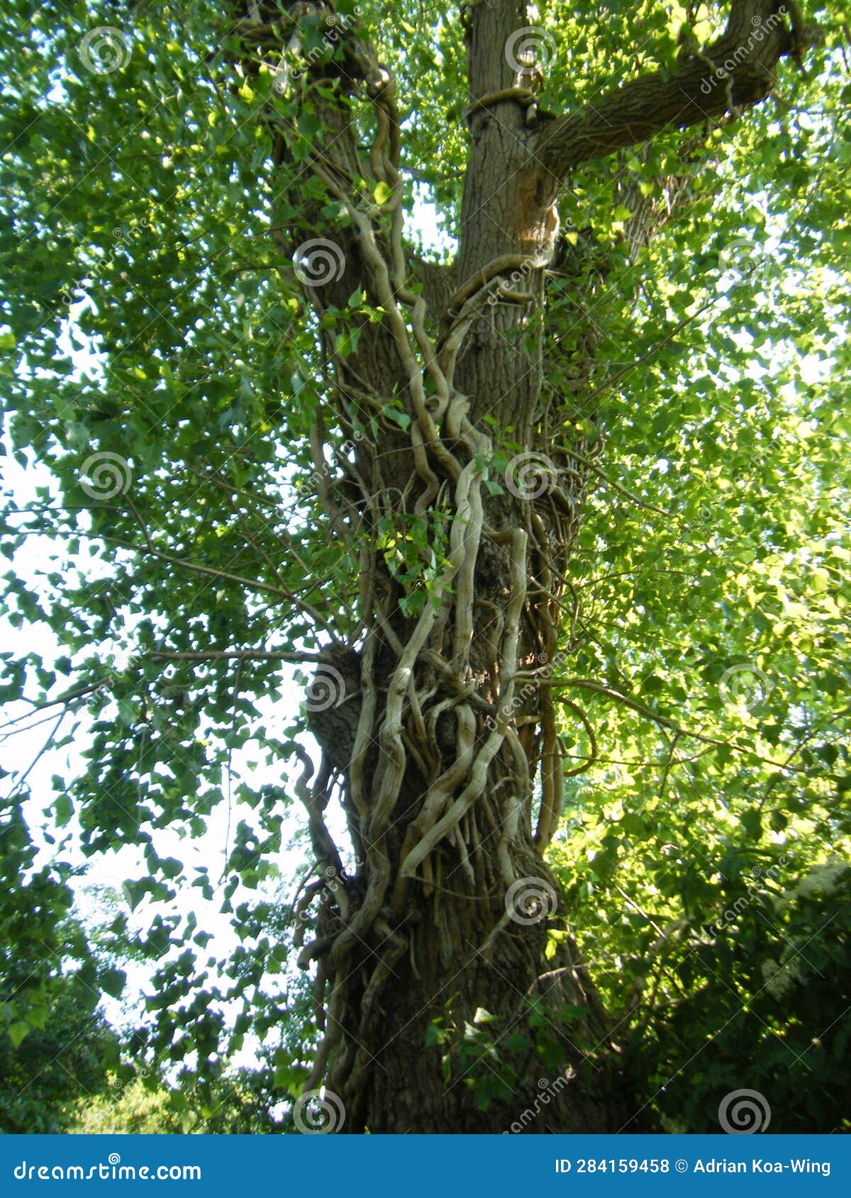 Tree with Trunk Coated in Vines. Stock Photo - Image of trunk, sunlight ...