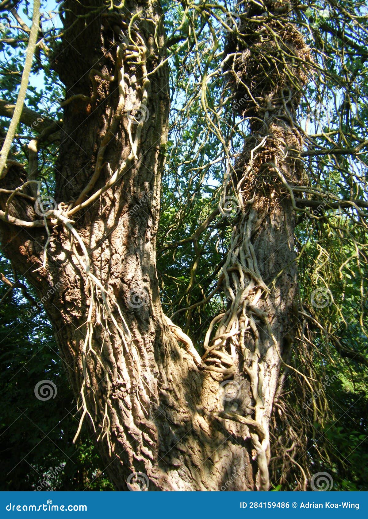 A Tree with Trunk Coated in Vines. Stock Photo - Image of green, vines ...