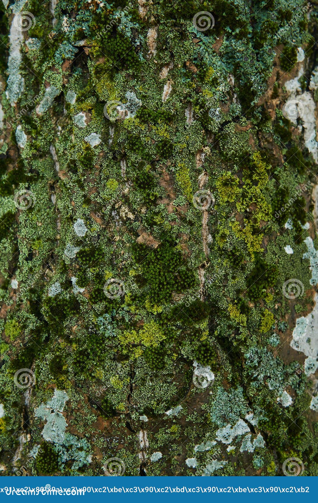 Tree Trunk is Covered with Beautiful Multi-colored Moss Stock Image ...