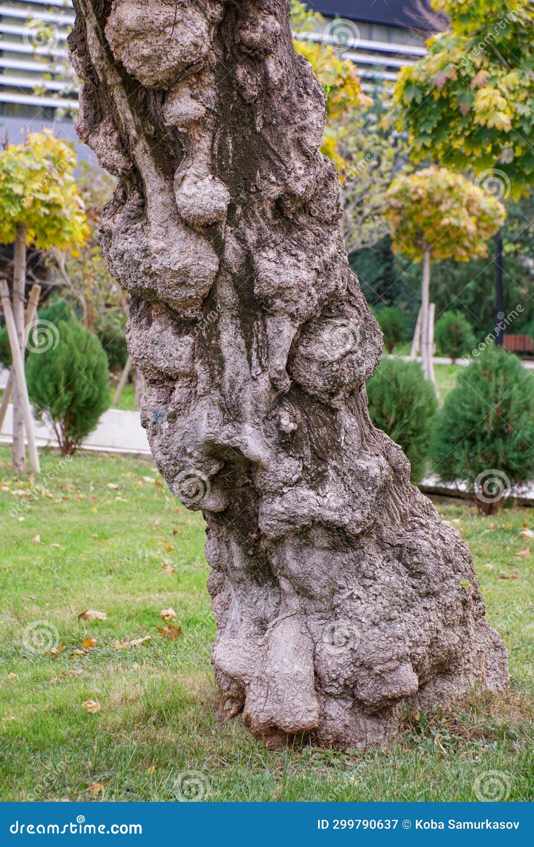 Tree Trunk Covered with Burls, Decorative Tree Stock Image - Image of ...