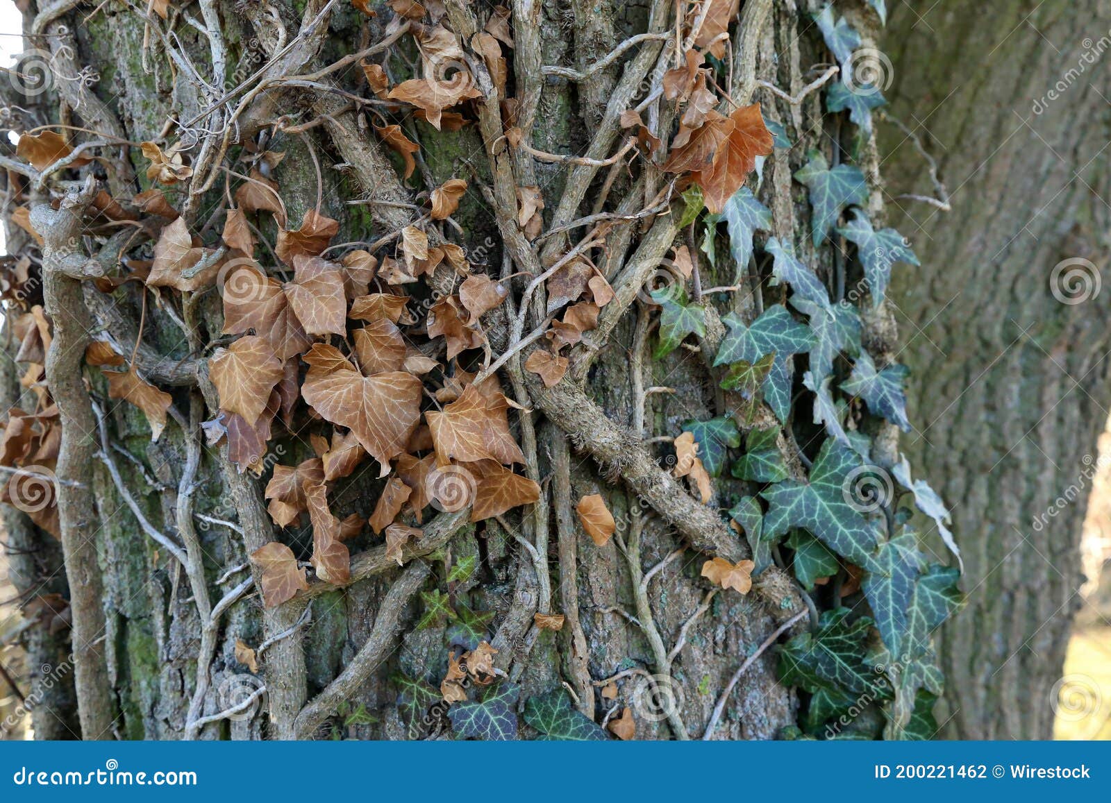 Climbing Common Baltic Ivy Stem, Hedera Helix L. Var. Baltica, Fresh ...
