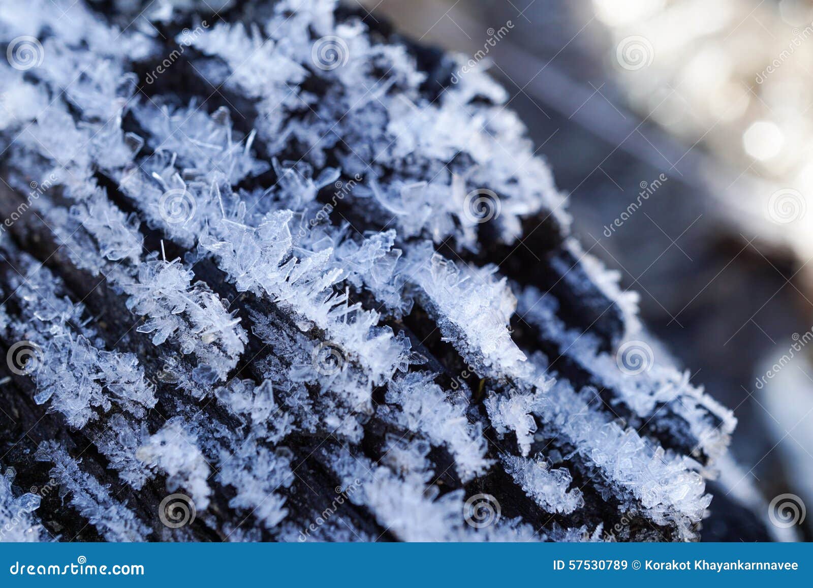 Tree Trunk Covered with Ice Crystals, Close Up, Selective Focus Stock ...