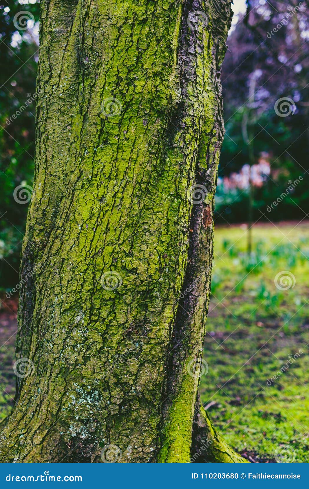 Tree Trunk Covered in Intensively Green Moss Stock Photo - Image of ... Tree Trunk Covered in Intensively Green Moss Stock Photo - Image of ...