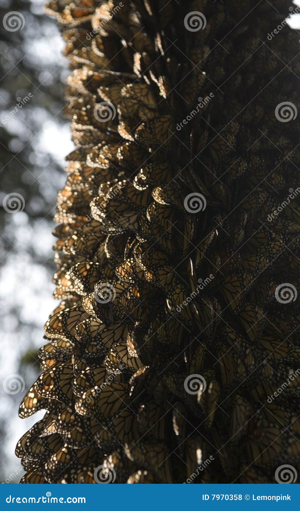Tree Trunk Covered with Monarch Butterflies Stock Photo - Image of ...